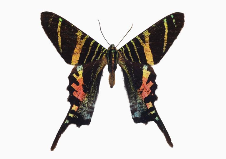 Lepidoptera | Naturalis